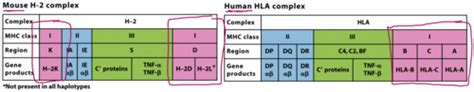 Chapter MHC And Antigen Presentation Flashcards Quizlet