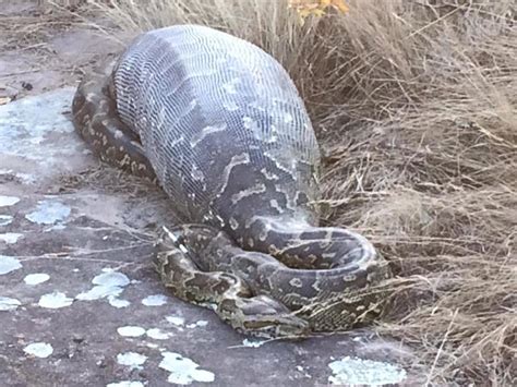 An African Python Dies Prematurely After Eating A 30 Pound Porcupine