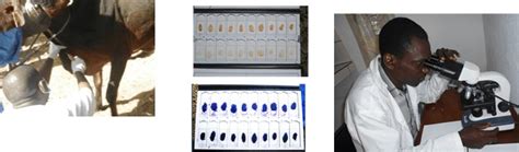 Scientific Research Studies Of Bovine Trypanosomiasis And Wing