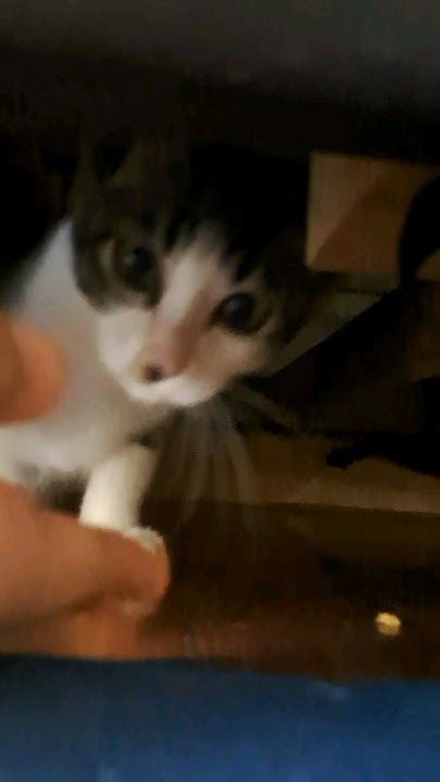 새로운 고양이를 밖에서 데려왔어요 구조 독립 귀요미 그래서데려왔어요 이름 좀 지어주세요 Youtube