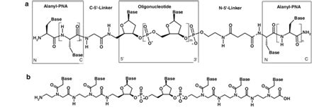 A Alanyl Pna Dna Alanyl Pna Chimera And B Download Scientific Diagram