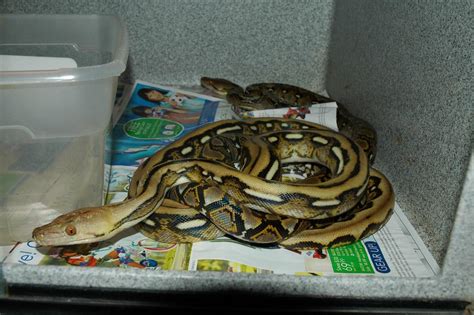 Tiger Reticulated Python Tiger Reticulated Python