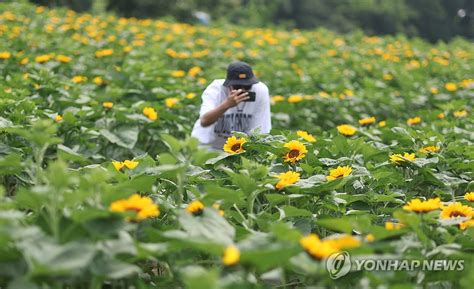 [픽 함안] 태양을 닮은 노란색 유혹…강주해바라기축제 D 1