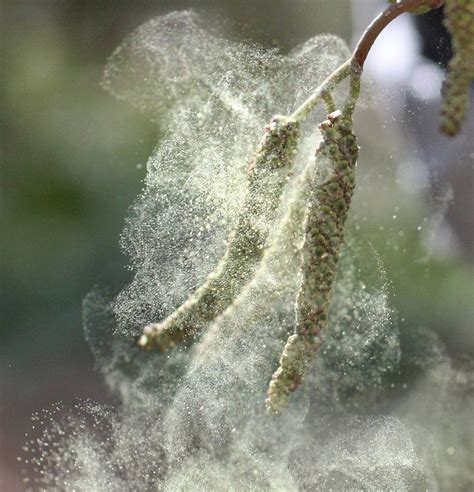 Itchy Eyes And Scratchy Throat Welcome To Western Washingtons Tree Pollen Allergy Season The