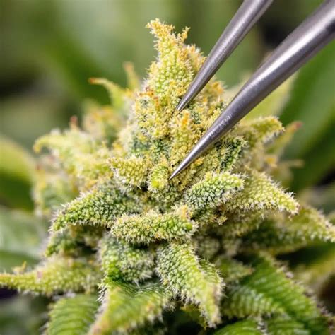 Maximize Breeding With Cannabis Pollen Bank Blimburn Seeds