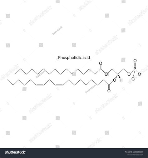 Diagram Showing Schematic Molecular Structure Phosphatidic Stock Vector Royalty Free