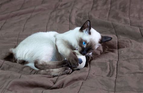 15 Smallest Cat Breeds And Miniature Cats That Stay Small