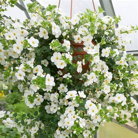 Plant Faqs Sutera Cordata Bacopa Cordata