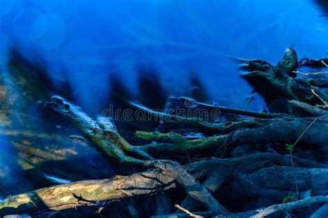 Tree Roots In The Water Stock Image Image Of Aged Garden 164873299
