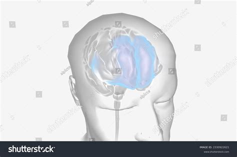 Prefrontal Cortex Brain Stimulation 3d Rendering Stock Illustration