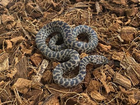 Spotted Pythons Available