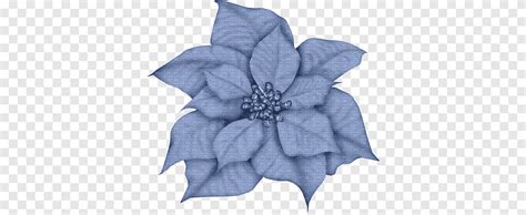 포인세티아 꽃 크리스마스 줄루 쿠카 꽃 포 인 세 티아 꽃 Png Pngegg