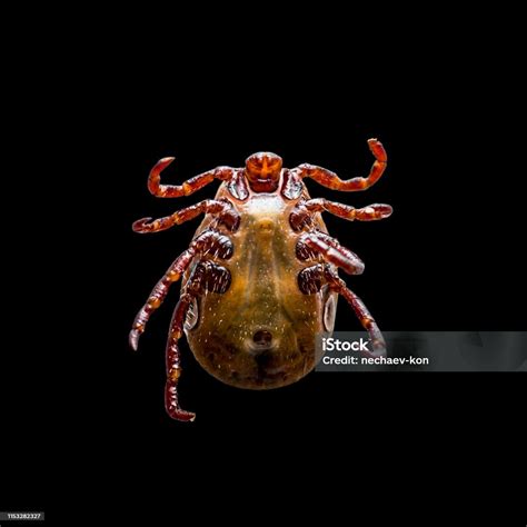 뇌염 바이러스 또는 라임 보렐 리아 병 또는 원숭이 발열 전염 성 Dermacentor 진드기 거미 류의 기생충 곤충 매크로에 고립 된 검정 0명에 대한 스톡 사진 및 기타