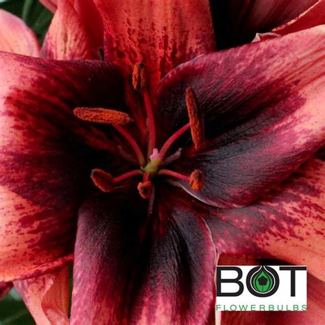 Tiny Shadow Bot Flowerbulbs