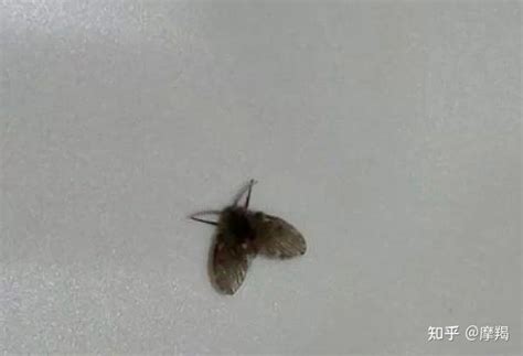 家里常见的虫子都哪儿来的到底咬不咬人 知乎