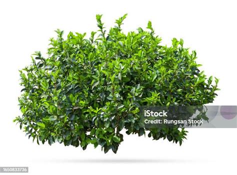 열대 식물 꽃 덤불 관목 나무는 클리핑 경로가 있는 흰색 배경에 격리되어 있습니다 0명에 대한 스톡 사진 및 기타 이미지 0