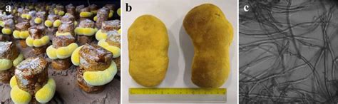 The Morphology Observation Of S Vaninii Fruiting Body A The Fruiting Download Scientific