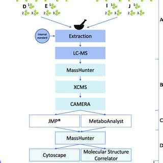 Experimental Workflow From Sample Processing To Feature Identification Download Scientific