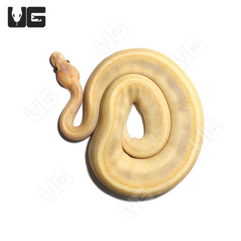 Female Candino Calico Champagne Ball Python Python Regius For Sale Underground Reptiles