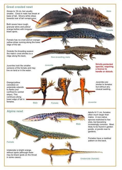 35 Axolotls And Newts Ideas Newt Amphibians Salamander