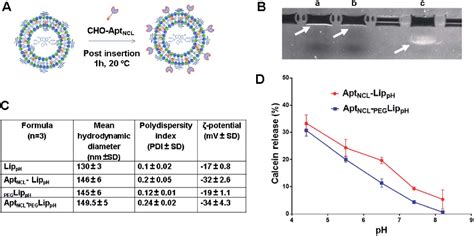 Figure 2 From Aptamer Functionalized Ph Sensitive Liposomes For A Selective Delivery Of