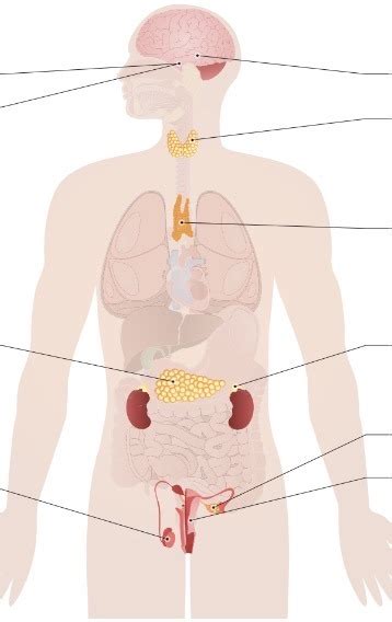 Overview Of Endocrine Labeling Diagram Quizlet