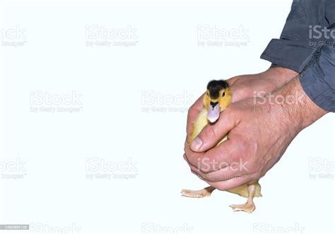 농부의 손에 있는 아기 새는 알에서 부화했다 남자의 손은 흰색 배경에 작은 노란색 오리를 보유하고오리는 달콤하고 무고한 아이디어
