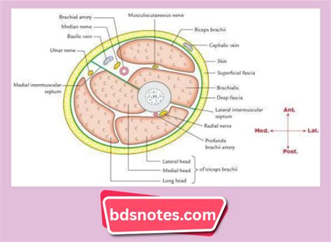 Arm Upper Limb Question And Answers Bds Notes