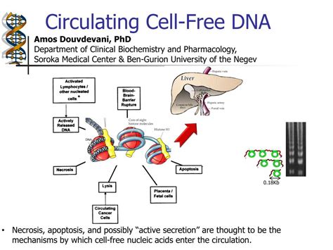Ppt Circulating Cell Free Dna Powerpoint Presentation Free Download Id 5467394