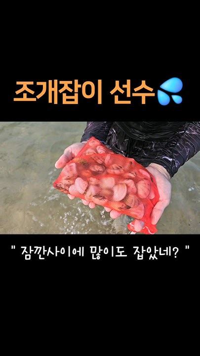 바다에 조개가 깔렸는데 Youtube