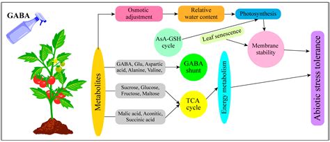 Horticulturae | Free Full-Text | γ Aminobutyric Acid (GABA): A Key ...