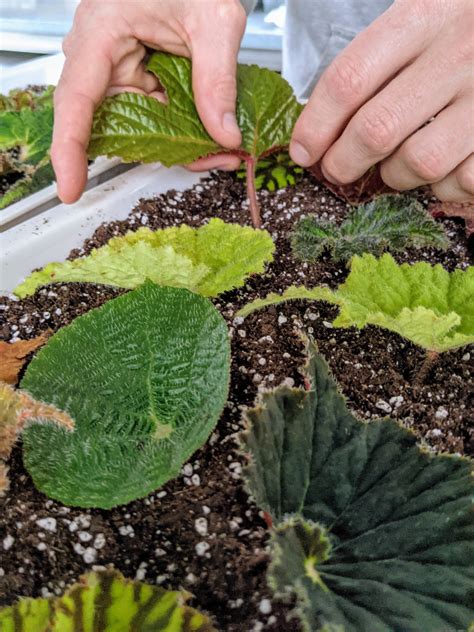 Propagating Begonias From Stem Cuttings The Martha Stewart Blog