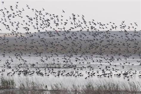 신공항이 새만금 마지막 갯벌을 위협한다”사이언스지에 실린 호소