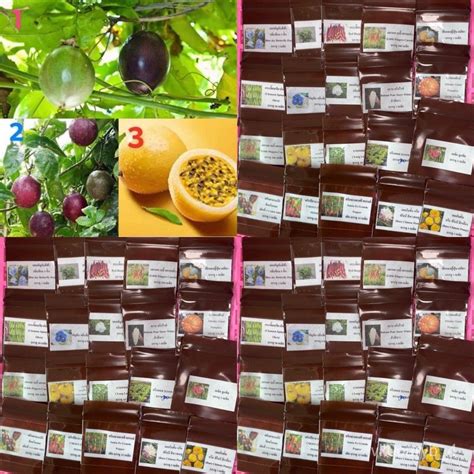 ขายดี สวนครัวเมล็ด เสาวรส มี 3 สายพันธุ์ บรรจุ 10 เมล็ดเมล็ด ผัก ปลูก สวนครัว คละ Vk0caryb 4