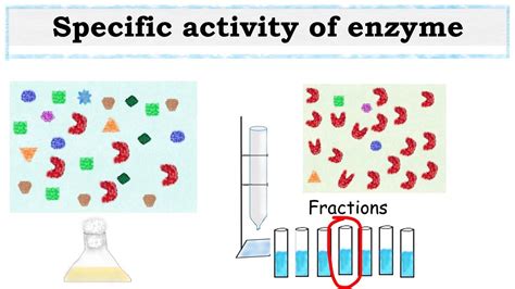 Specific Activity Enzyme What It Is And Why It Matters Eresources Blog