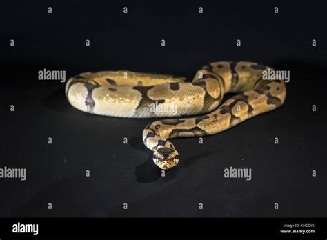 Royal Or Ball Python Snake Isolated On Black Background Stock Photo Alamy