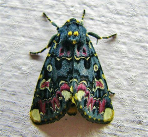 Beautiful Moth Exotic And Beautiful Flowers And Animals