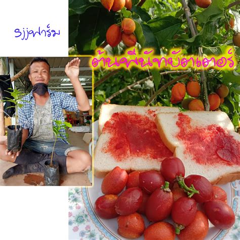 🌳 ต้นพีนัตบัตเตอร์ ต้นเนยถั่ว 🌳 เปลี่ยนชีวิตแค่คิดต่าง