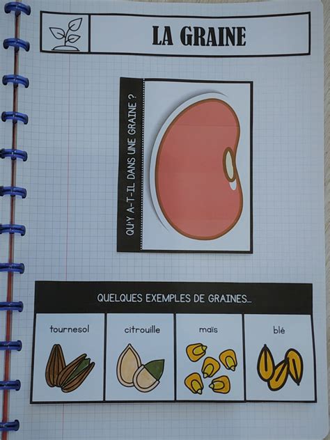 Ce1 • Qlm Sciences • Leçons à Manipuler Les Végétaux