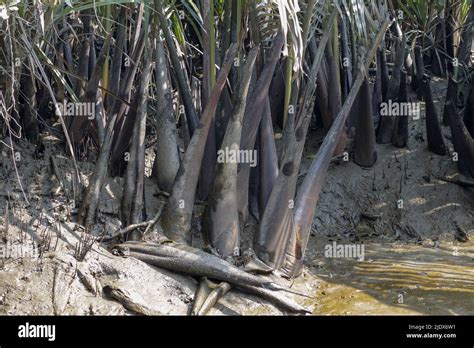 The Root Of The Nipa Palm Nypa Fruticans Tree This Photo Was Taken