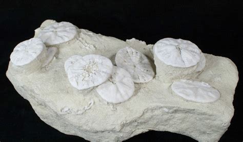 Fossil Sand Dollar Astrodapsis Cluster 10 Wide 15776 For Sale