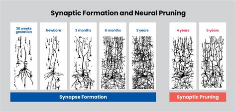 Synaptic Formation Neural Pruning Cambridge Pre School