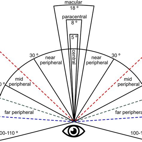 The Scope Of Human Vision⁴⁸ The Dashed Lines Represent The Angular Download Scientific Diagram