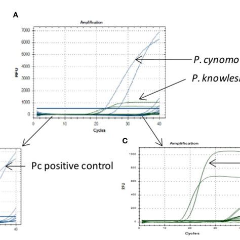 Figure E Specificity Of The Qpcr Assay A Multiplex Qpcr Assay For Download Scientific