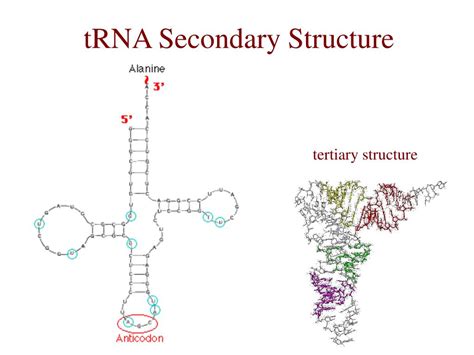 Ppt Stochastic Context Free Grammars For Rna Modeling Powerpoint Presentation Id3599888