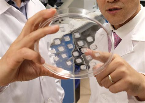 Scientists Develop A Skin Patch That Could Help Reduce ‘bulging Tummy Fats Shropshire Star