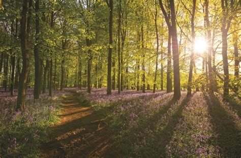 Tree Planting Grows In England Defra In The Media