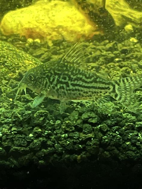 Cory Identification R Corydoras