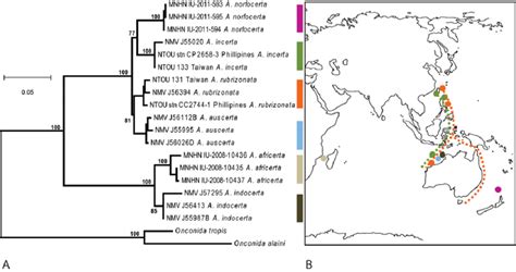 a model constrained maximum likelihood phylogeny inferred from the