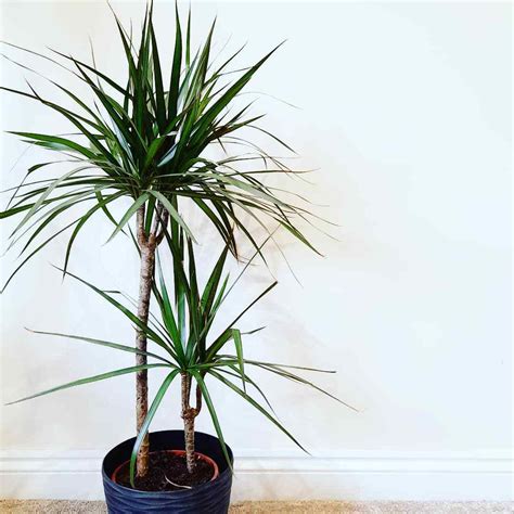The Madagascar Dragon Tree A Hardy Houseplant With Exotic Flair